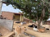 Kadamb Khandi - Kamyavan